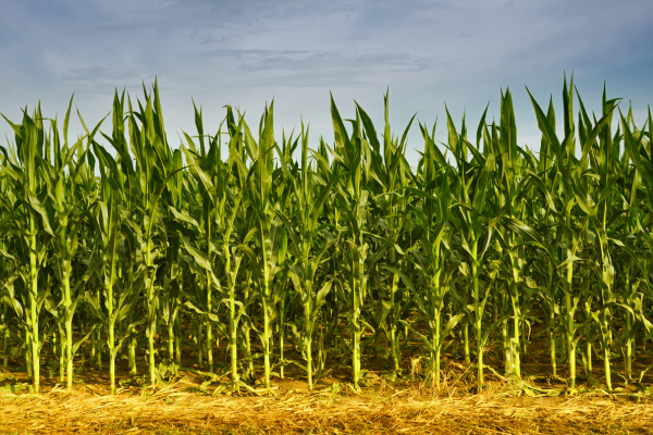 How Kubota’s Precision Farming Technology Enhances Crop Yields - Elliff ... How Kubota’s Precision Farming Technology Enhances Crop Yields - Elliff ...